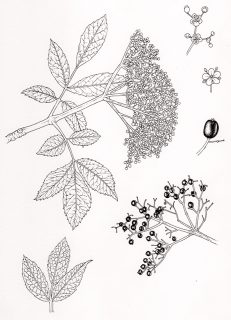 Trees: Elder - Lizzie Harper