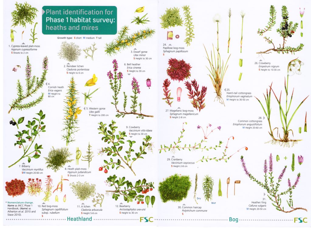 FSC Chart Phase 1 Heath and Mires - Lizzie Harper