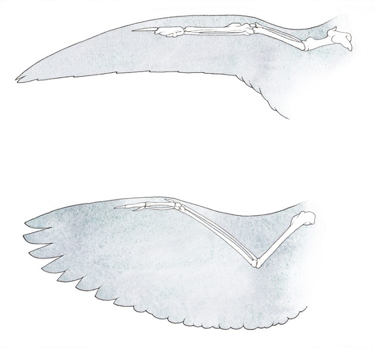 Swift Apus apus vs passerine wing bones - Lizzie Harper