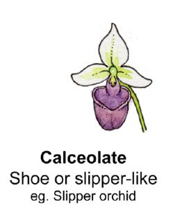 Flower Shapes: Terminology - Lizzie Harper