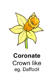 Flower Shapes: Terminology - Lizzie Harper