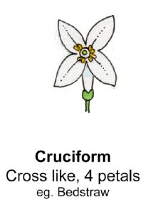 Flower Shapes: Terminology - Lizzie Harper