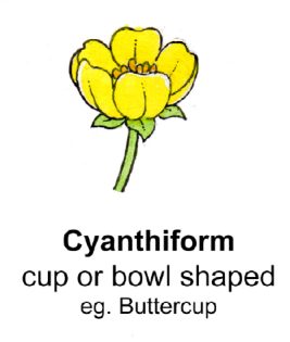 Flower Shapes: Terminology - Lizzie Harper