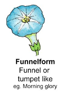 Flower shape and terminology Funnelform diagram by Lizzie Harper ...