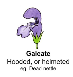 Flower shape and terminology Galeate diagram by Lizzie Harper botanical ...