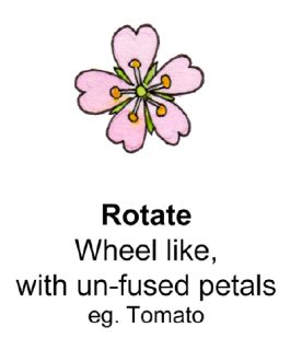 Flower shape and terminology Rotate diagram by Lizzie Harper botanical ...