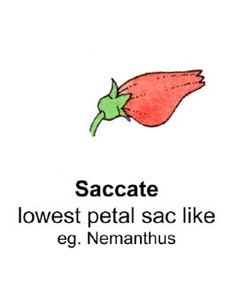 Flower shape and terminology Saccate diagram by Lizzie Harper botanical ...