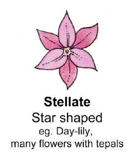 Flower shape and terminology Stellate diagram by Lizzie Harper ...