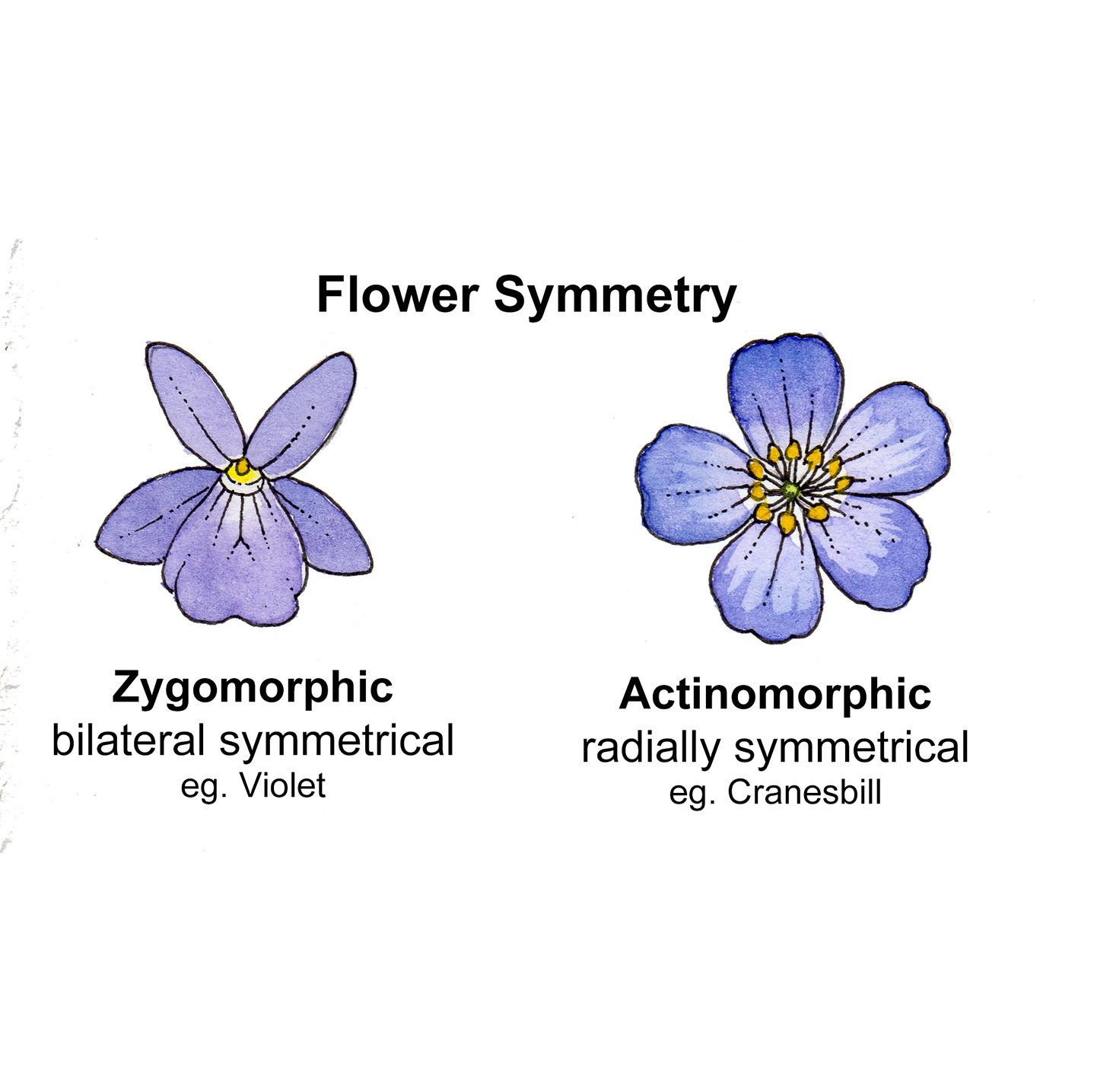Types Of Flower Symmetry - Design Talk