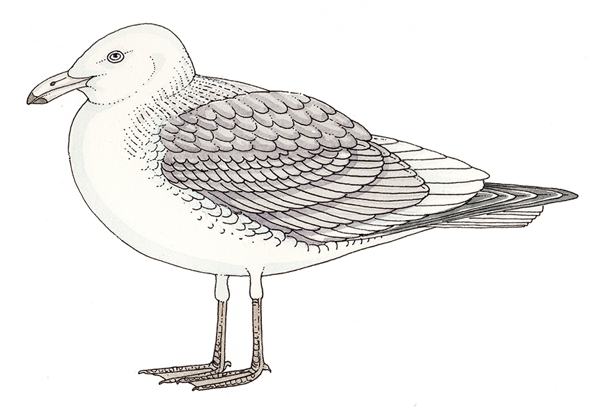 Gull Body Diagram - Lizzie Harper