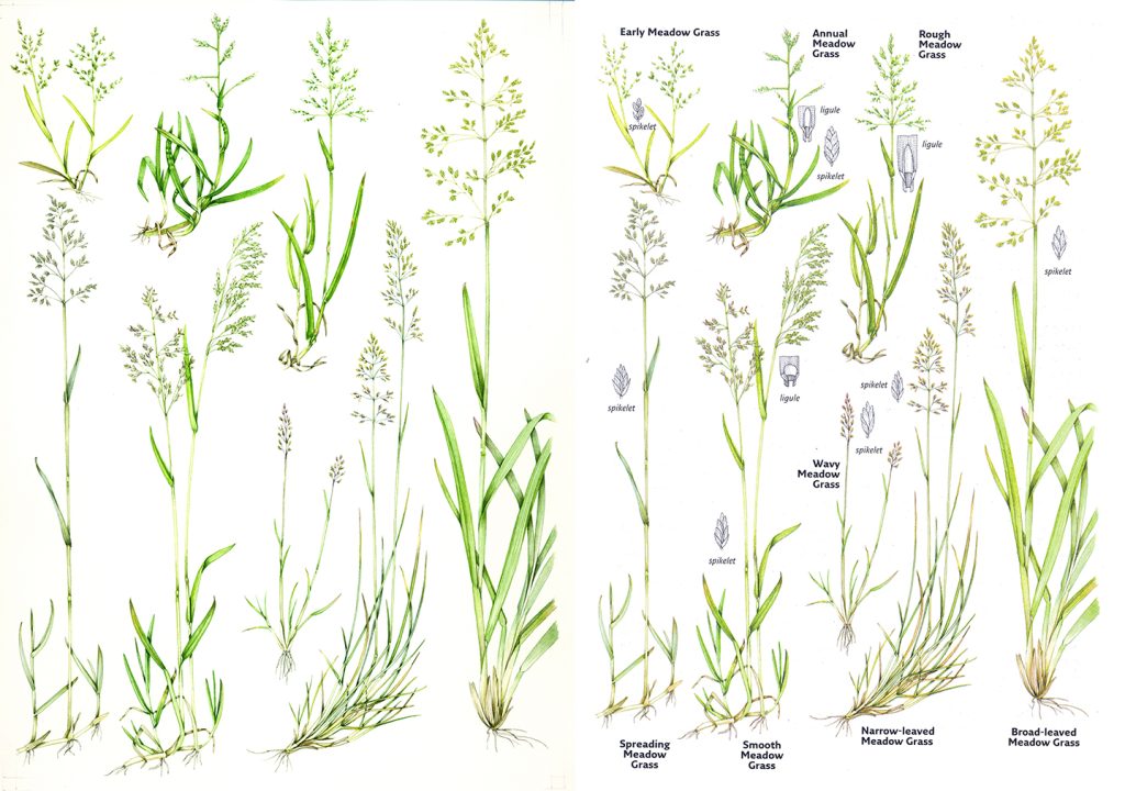 HC Grass Plate Poa species - Lizzie Harper