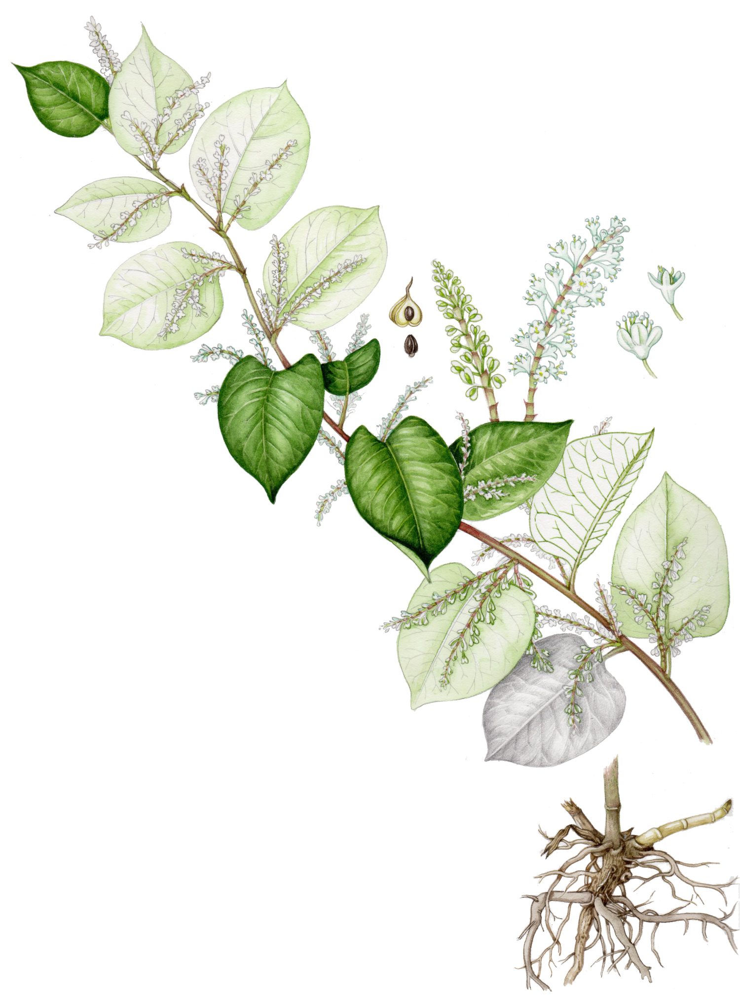 Japanese Knotweed: Botanical illustrations and diagrams - Lizzie Harper