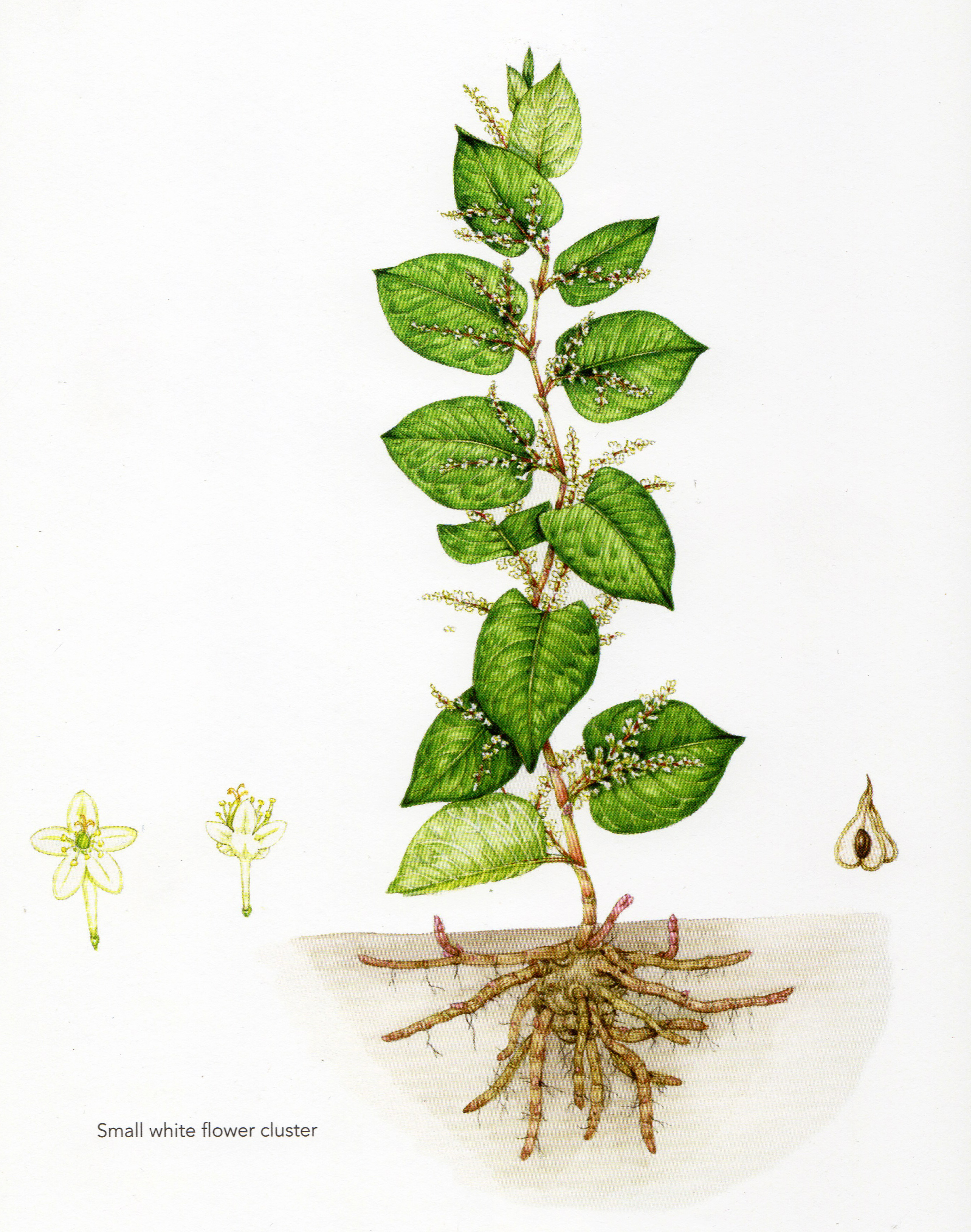 Japanese Knotweed plant - Lizzie Harper