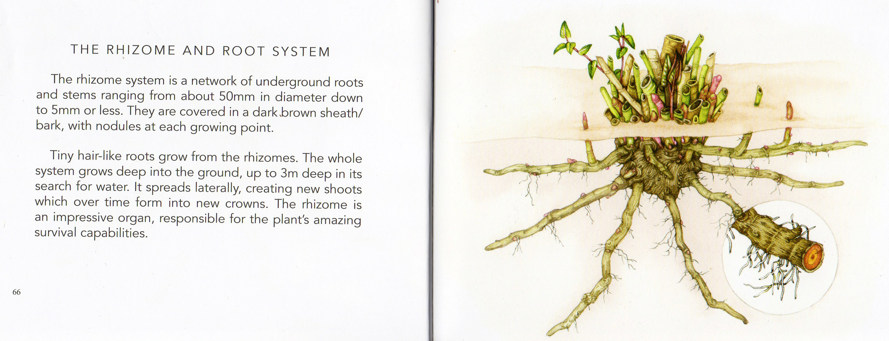 Japanese Knotweed root crown - Lizzie Harper