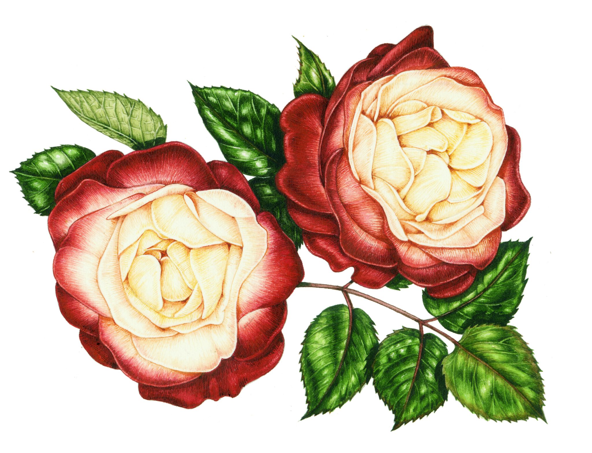 Wildflower families: Rosaceae, the Rose family - Lizzie Harper