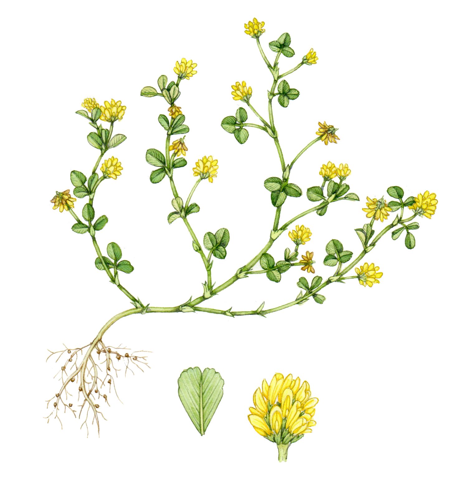 Bird’s-foot Trefoil: An Excellent Plant - Lizzie Harper