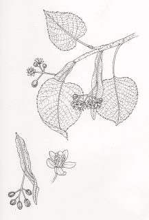 Linden or lime tree Tilia x europaea - Lizzie Harper