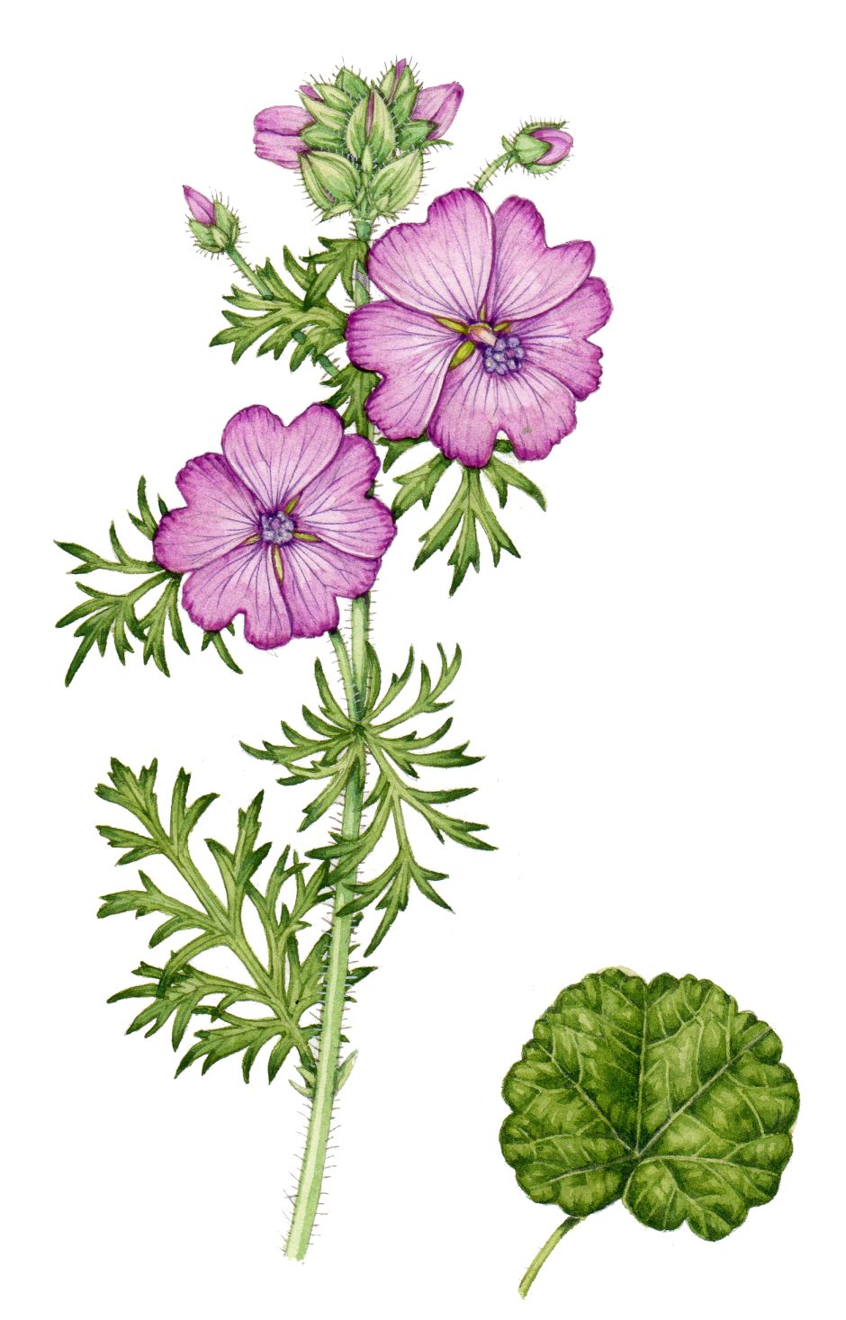 Botanical illustration Archives - Page 25 of 45 - Lizzie Harper