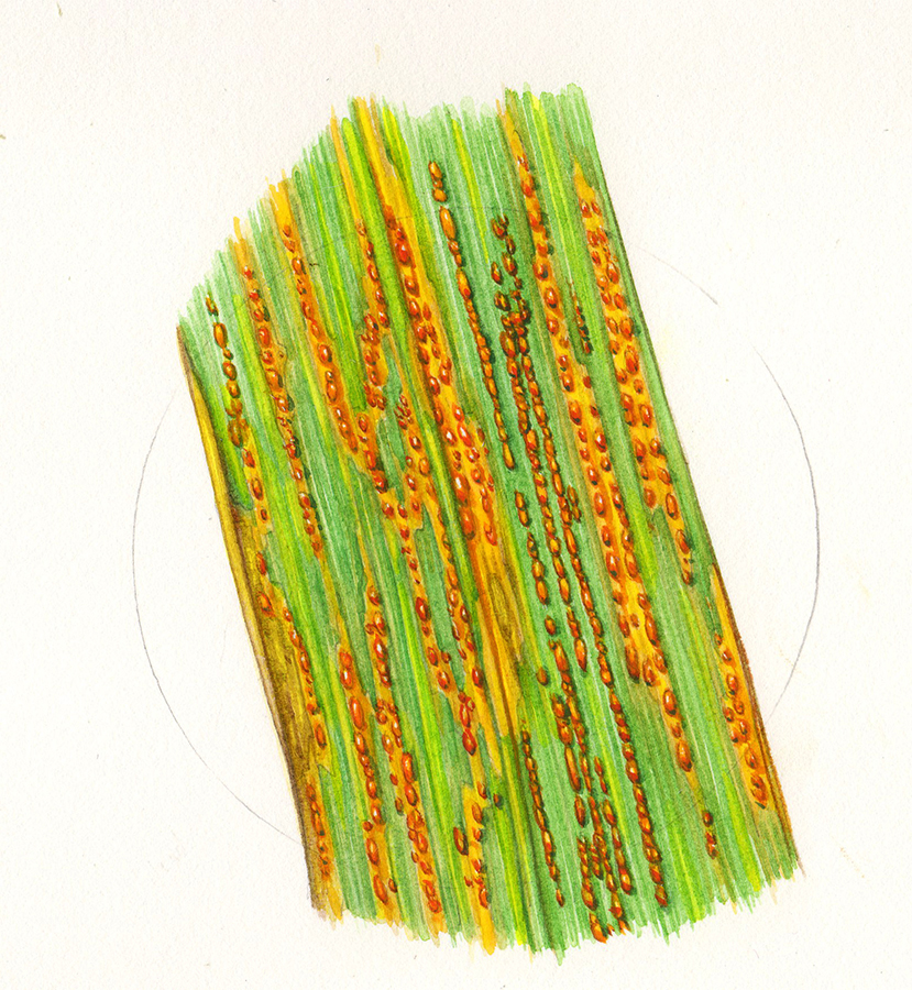 Puccinia striiformis Yellow Rust Wheat disease - Lizzie Harper