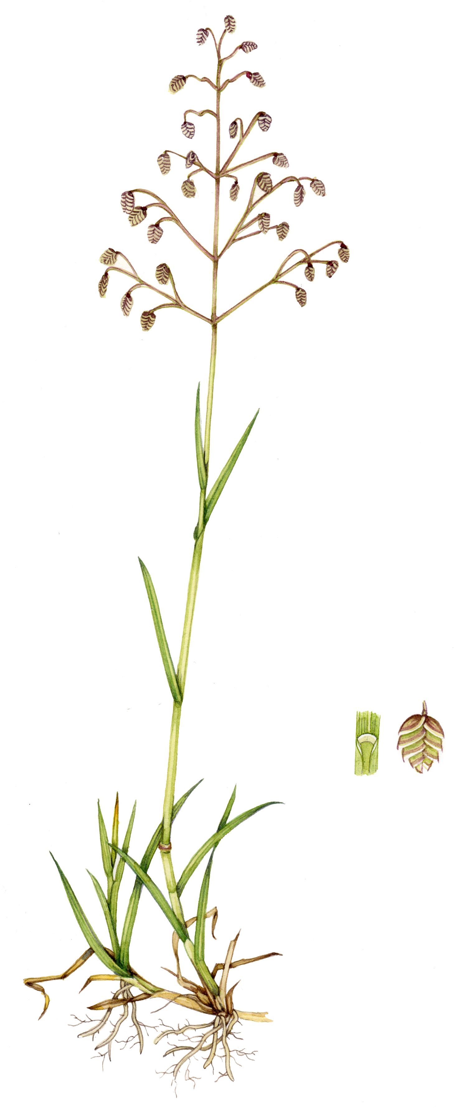 Quaking grass Briza media - Lizzie Harper