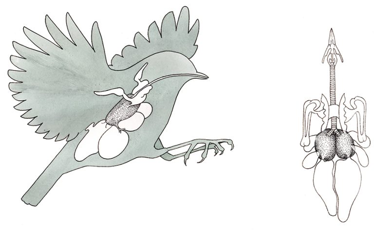 RSPB Spotlight Robin lungs - Lizzie Harper