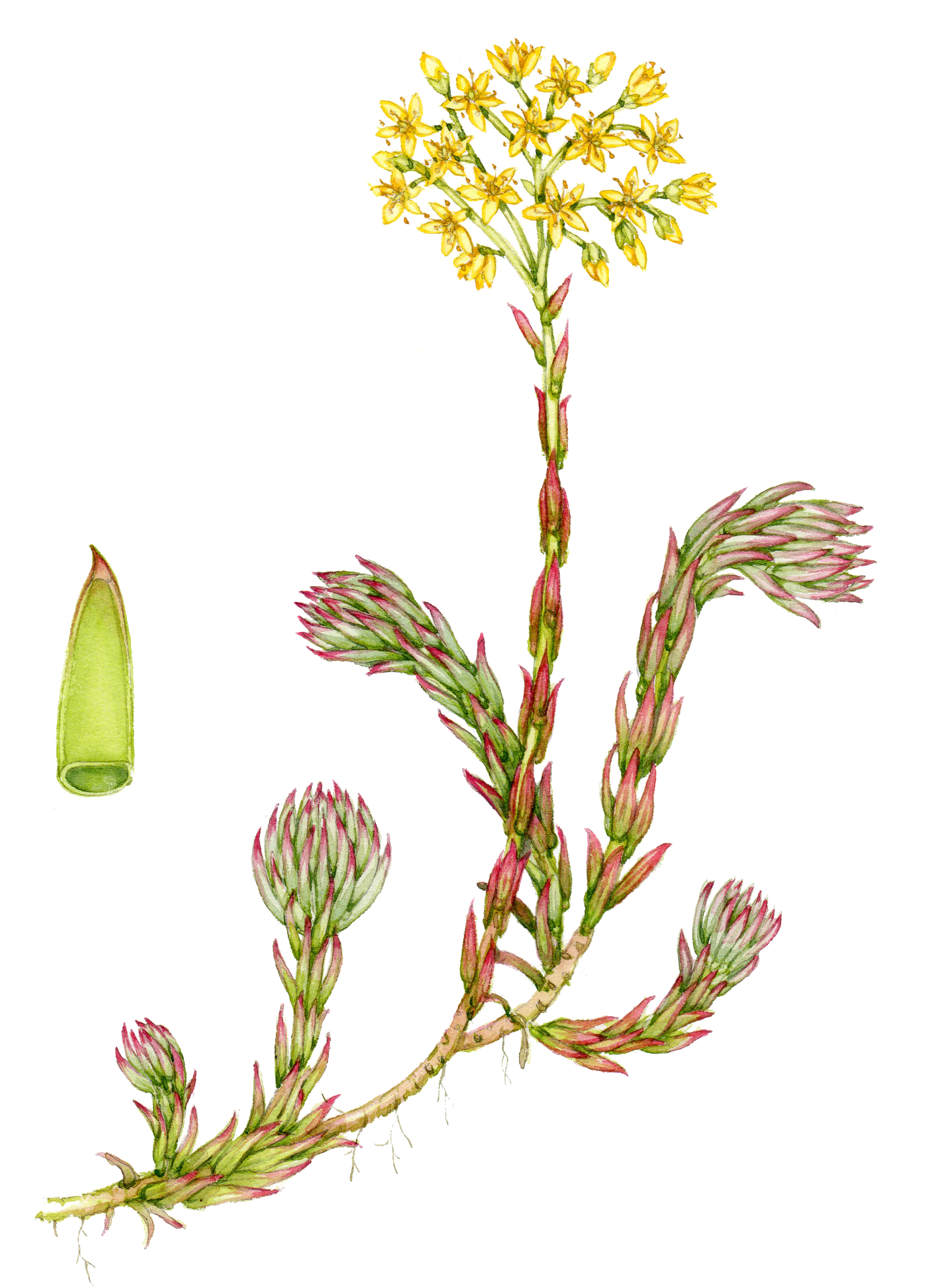 Rock stonecrop Sedum forsterianum - Lizzie Harper