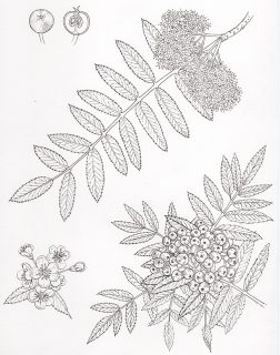 Rowan Sorbus aucuparia pen and ink - Lizzie Harper