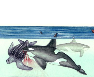 Sea turtle threats and predators leatherback adult predated by killer ...