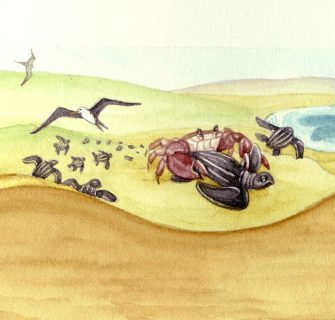 Sea turtle threats and predators leatherback predated by shore crab ...