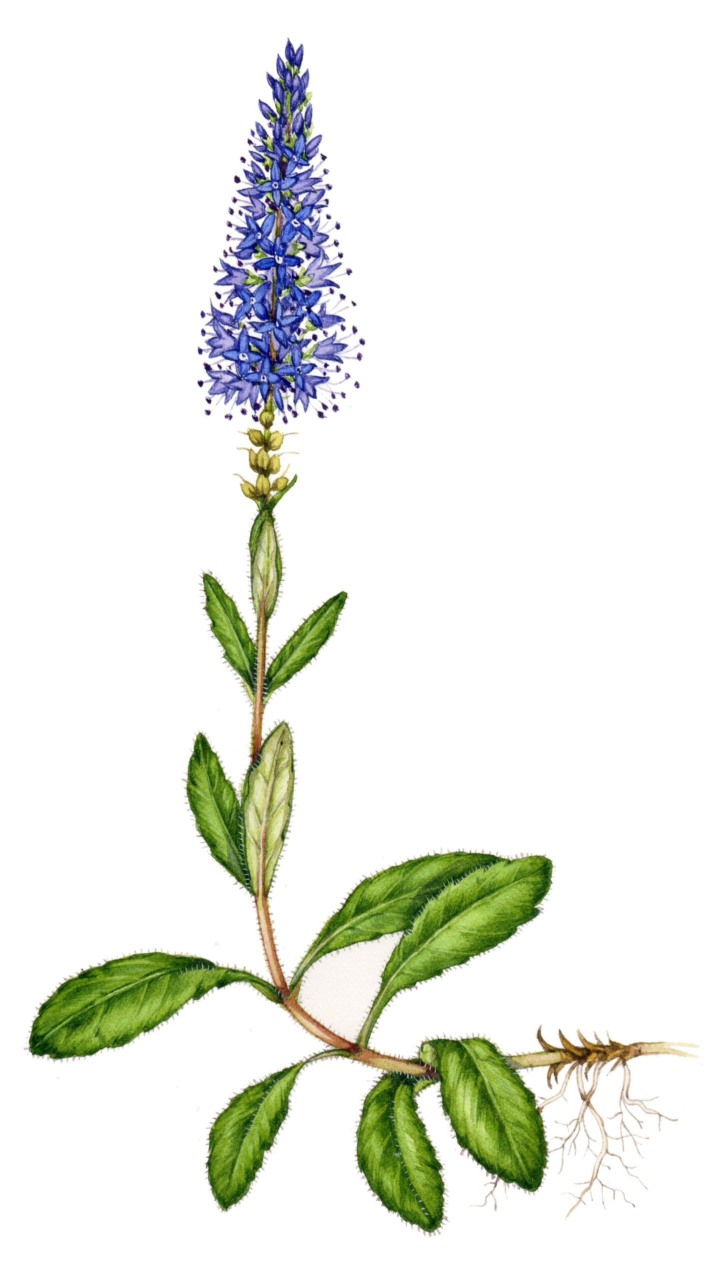 Spiked Speedwell - Lizzie Harper