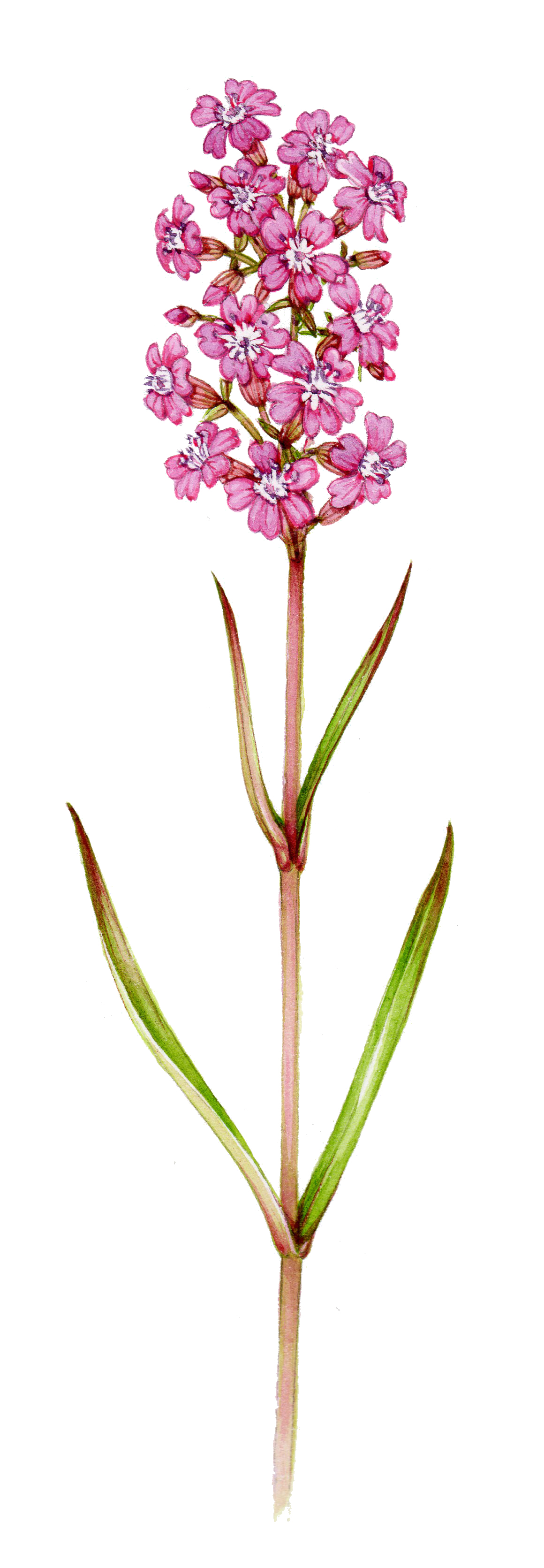 Sticky catchfly Silene viscaria - Lizzie Harper