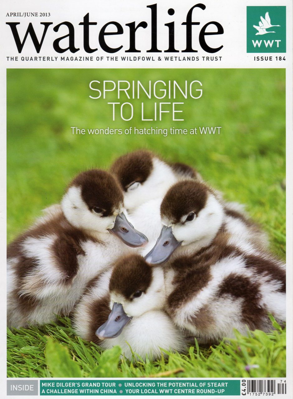 WWT Waterlife: Springing to Life - Lizzie Harper