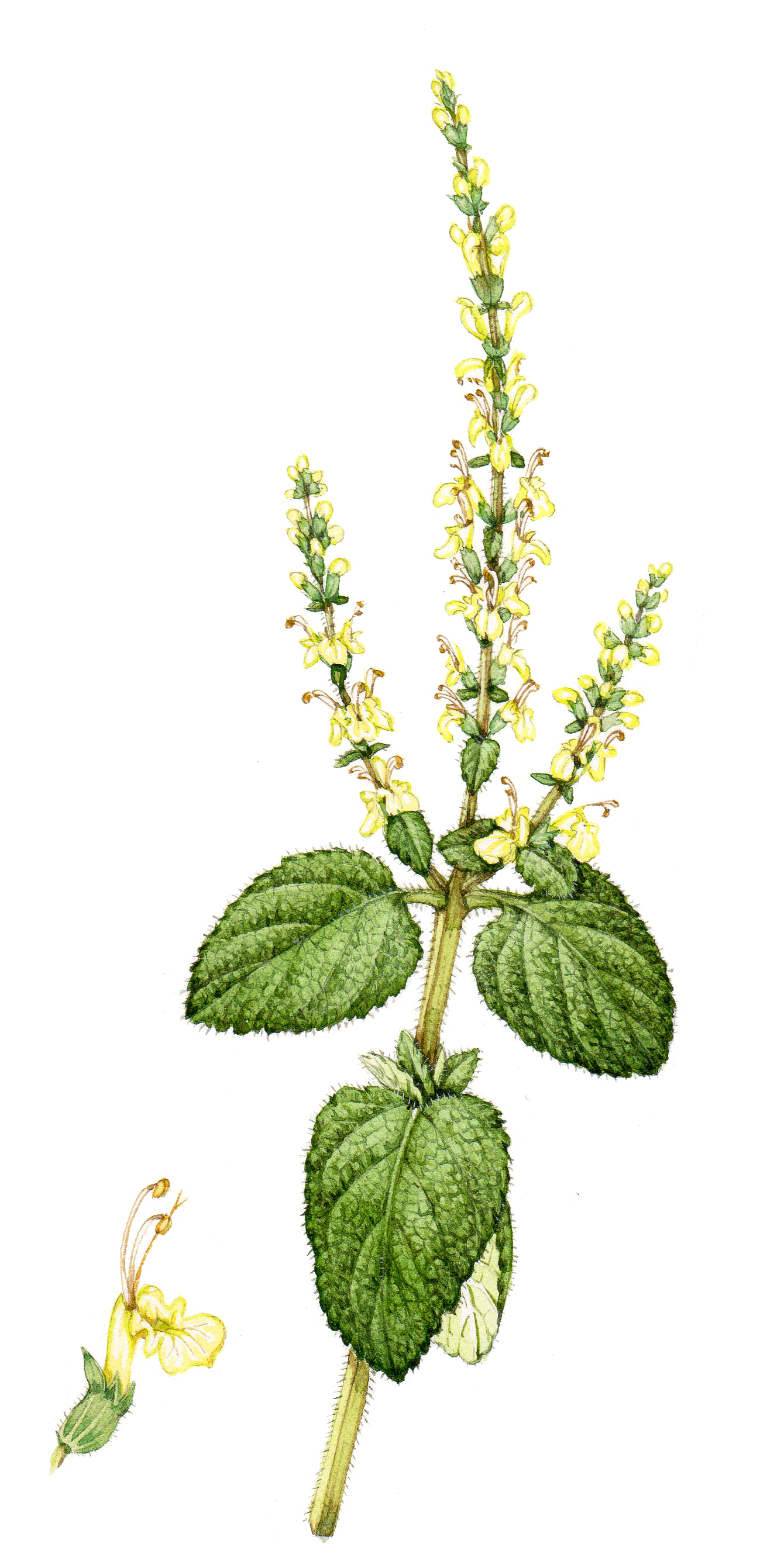 Wood sage Teucrium scorodonia - Lizzie Harper