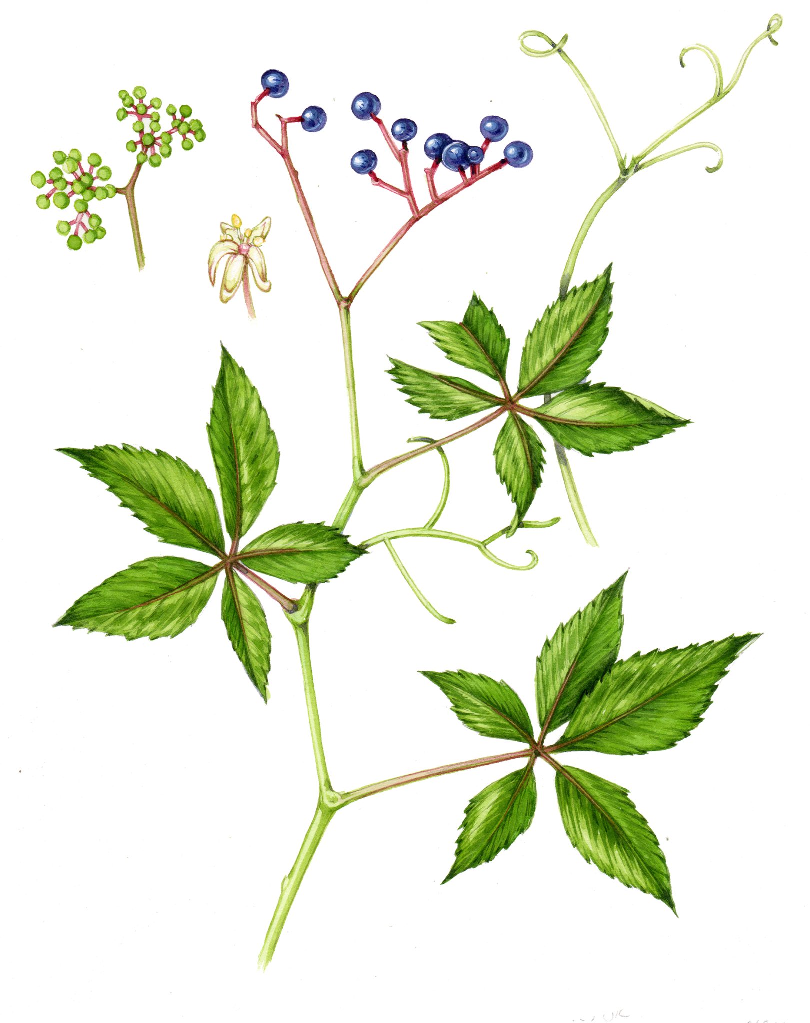What's the difference between Virginia creeper and False Virginia ...