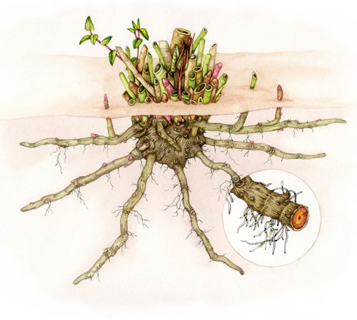 Invasive & Japanese Knotweeds: Telling species apart - Lizzie Harper