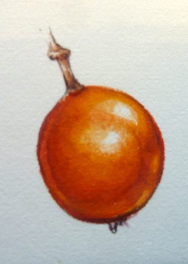 Step by Step Rowan berry - Lizzie Harper