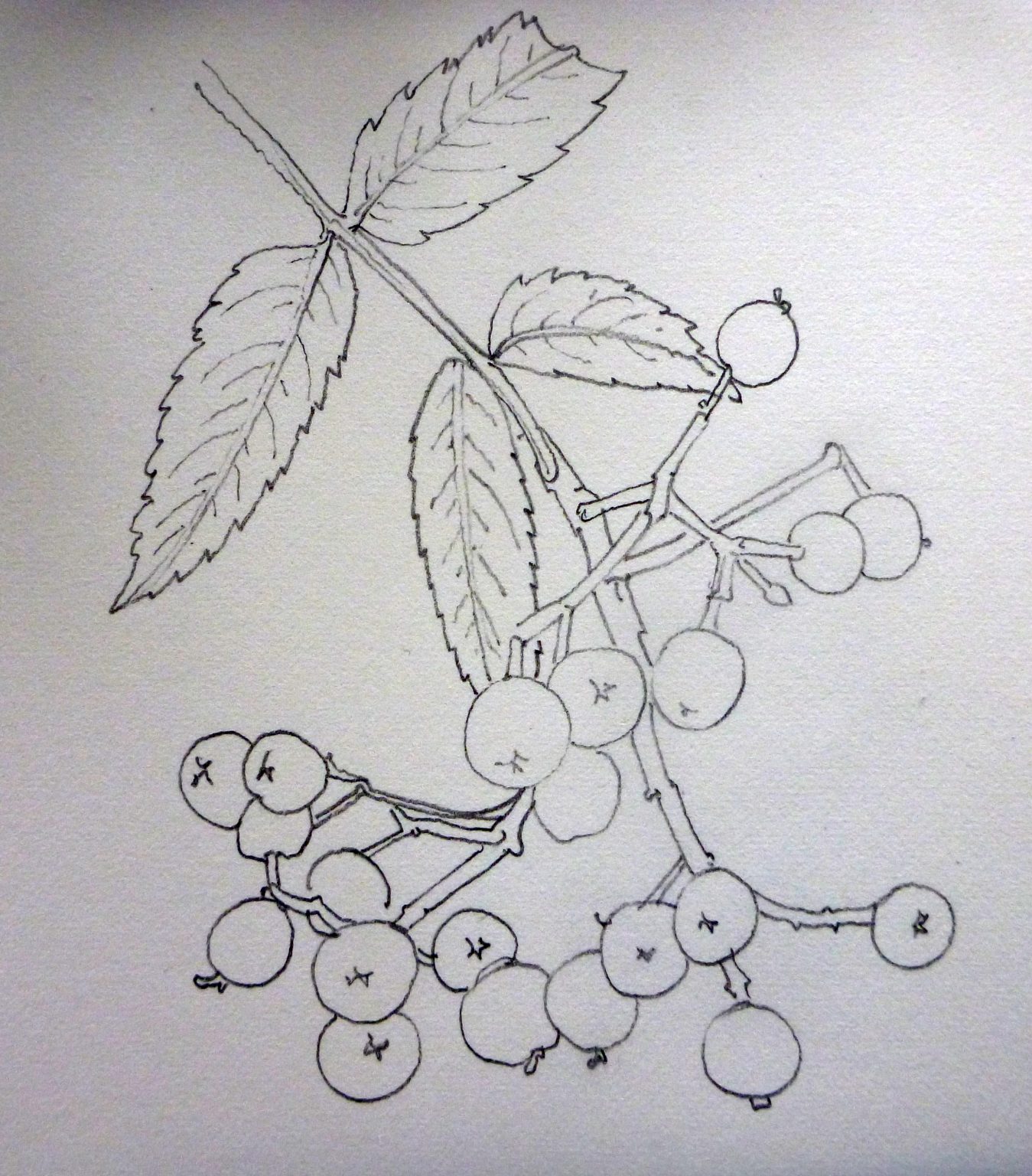 Step by Step Rowan berry - Lizzie Harper