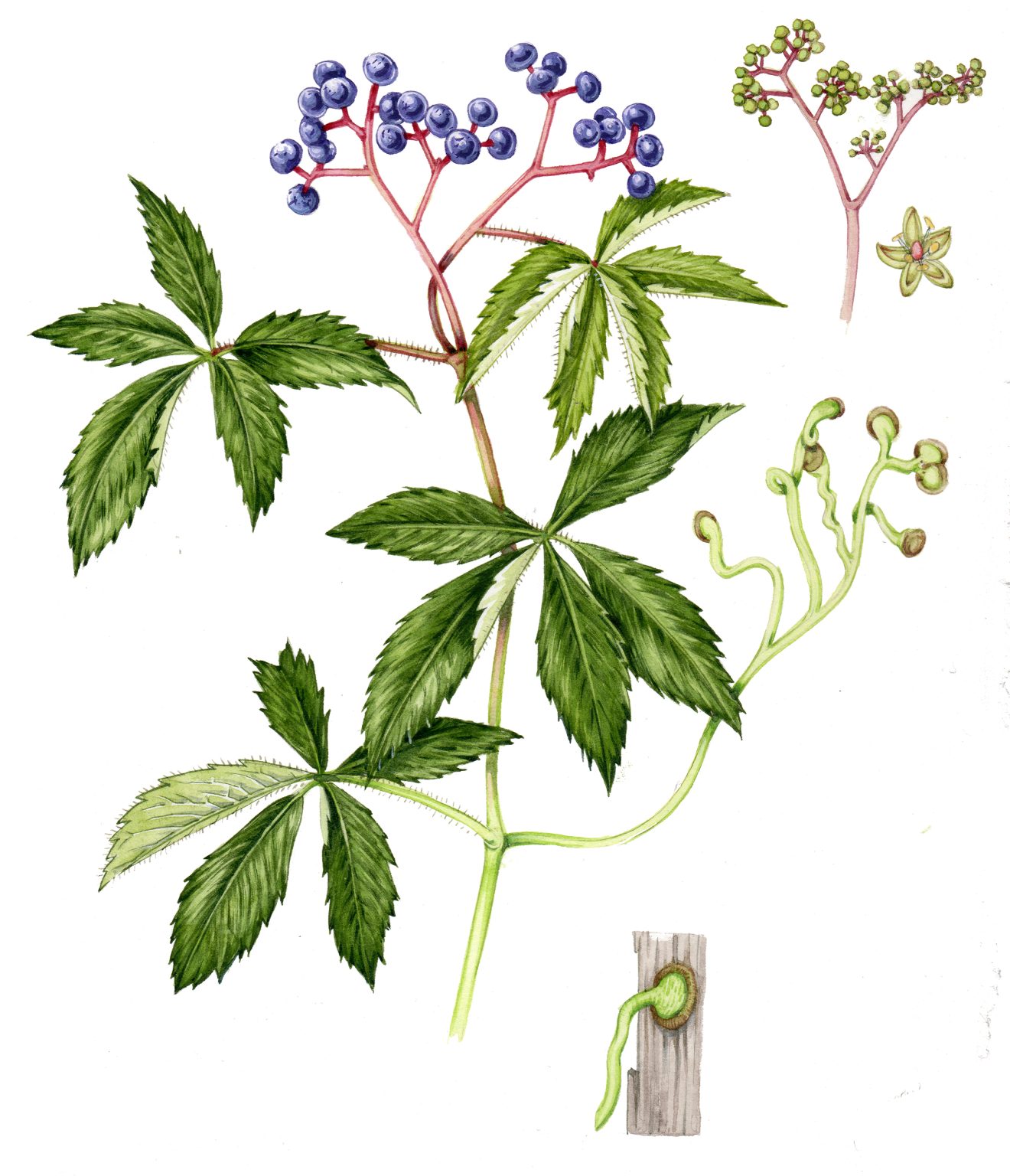 What's the difference between Virginia creeper and False Virginia ...