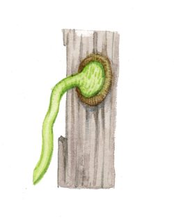 What's the difference between Virginia creeper and False Virginia ...