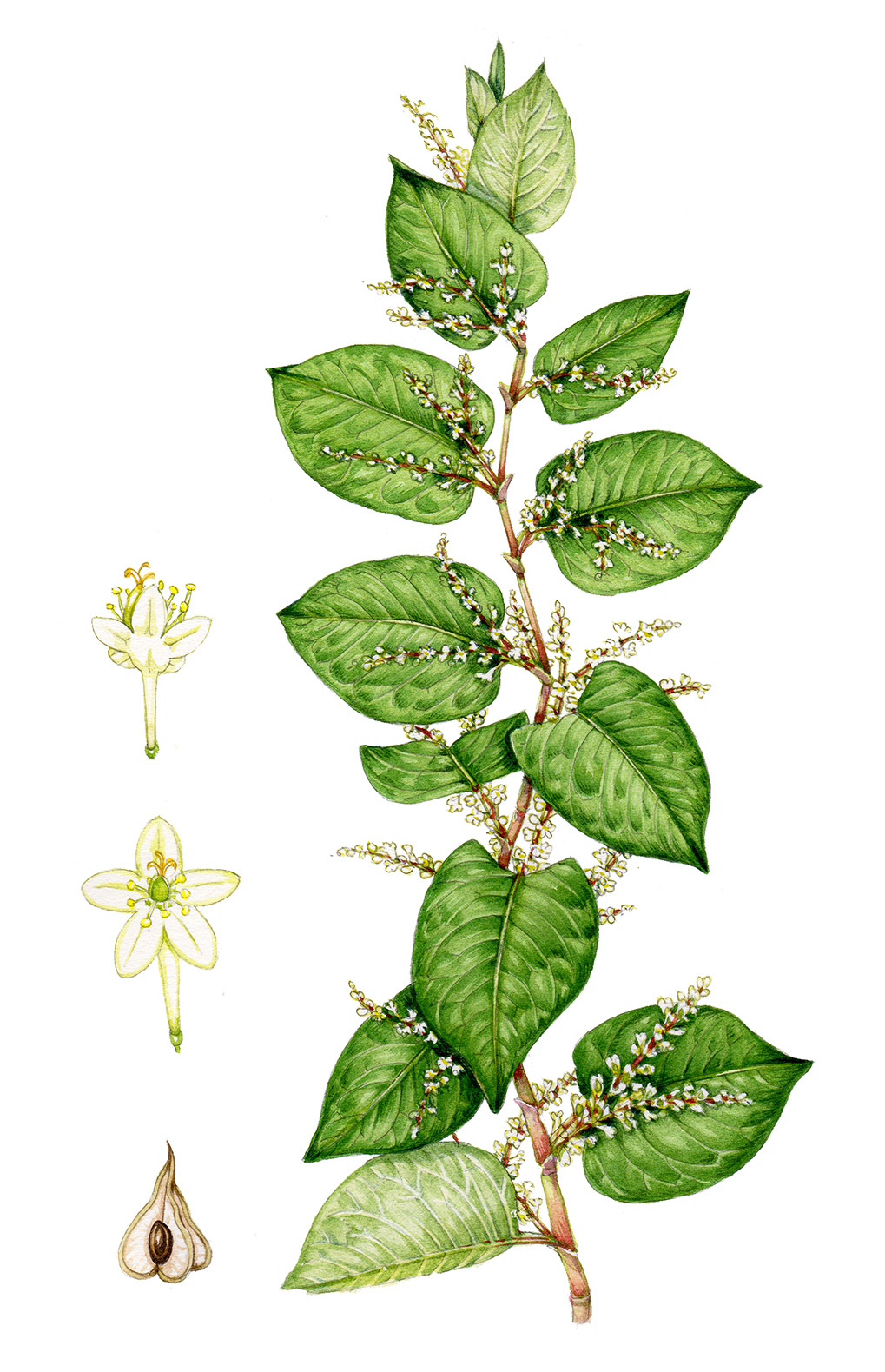 Japanese Knotweed Fallopia japonica without roots - Lizzie Harper