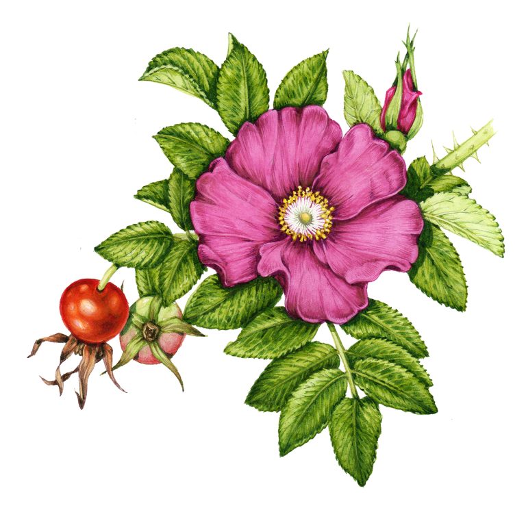 Botanical Illustration of a Japanese Rose - Lizzie Harper