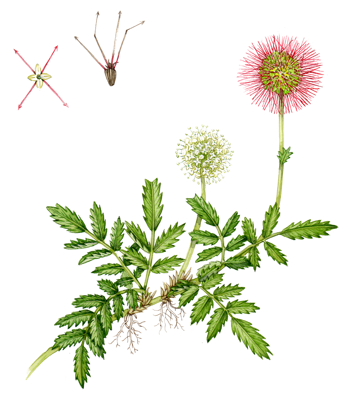 Piri Piri bur Acaena novae-zelandiae - Lizzie Harper