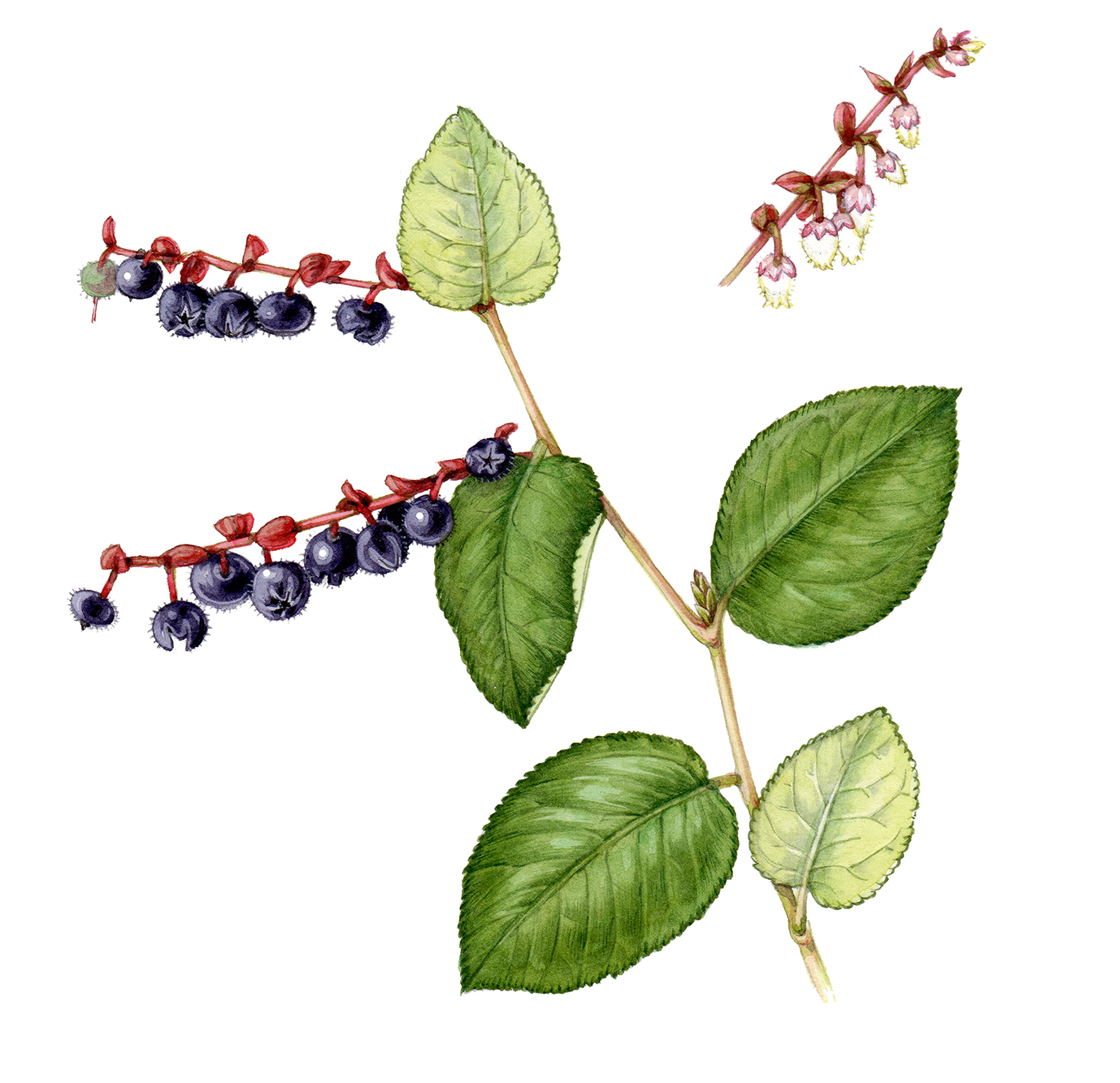 Shallon Gaultheria shallon - Lizzie Harper