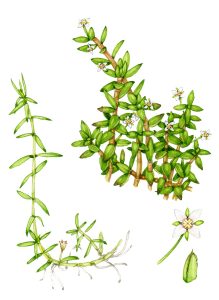 Stonecrop or New Zealand Pygmyweed Crassula helmsii - Lizzie Harper
