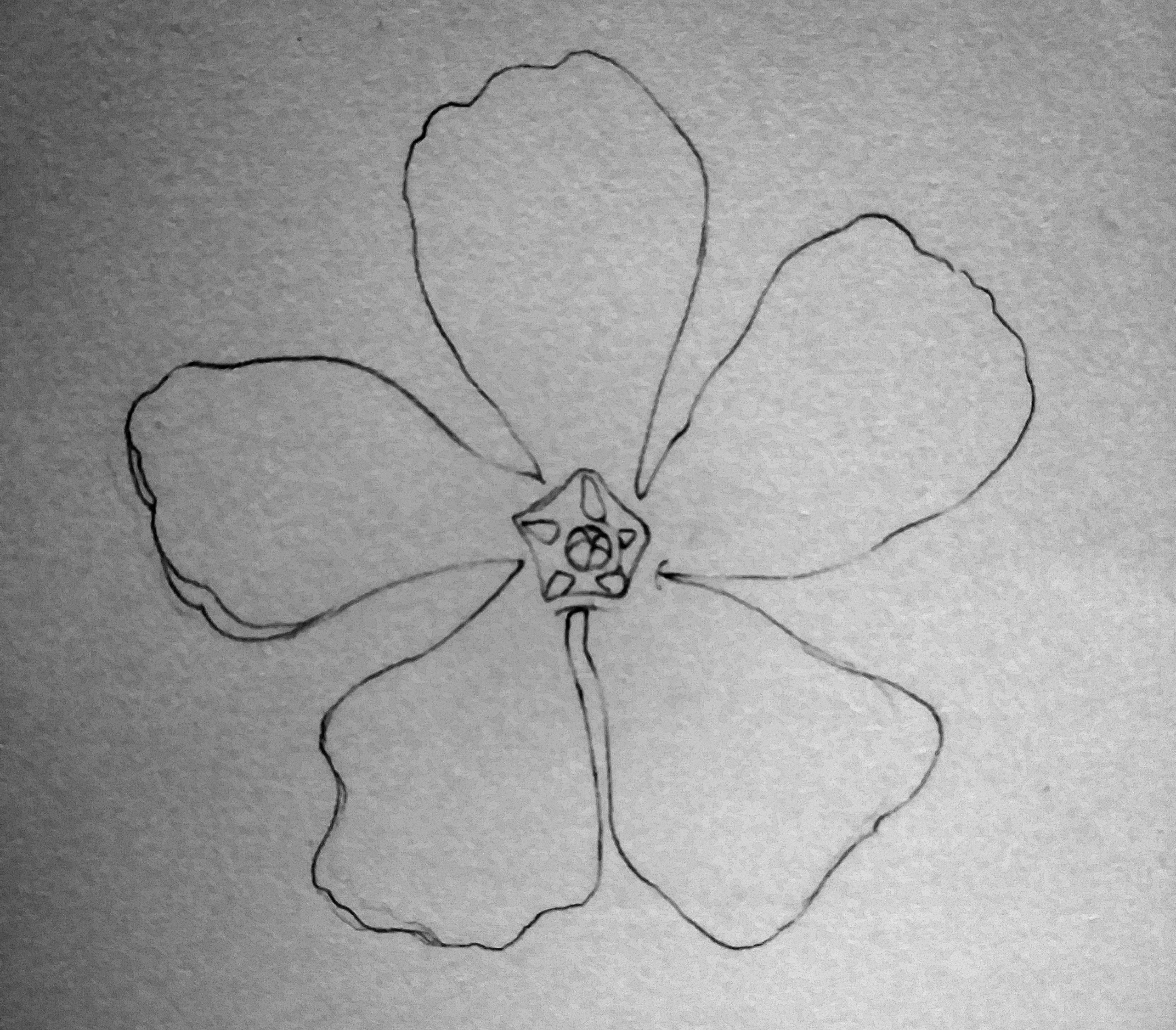 1 pencil rough Step by step Periwinkle botanical illustration by Lizzie ...