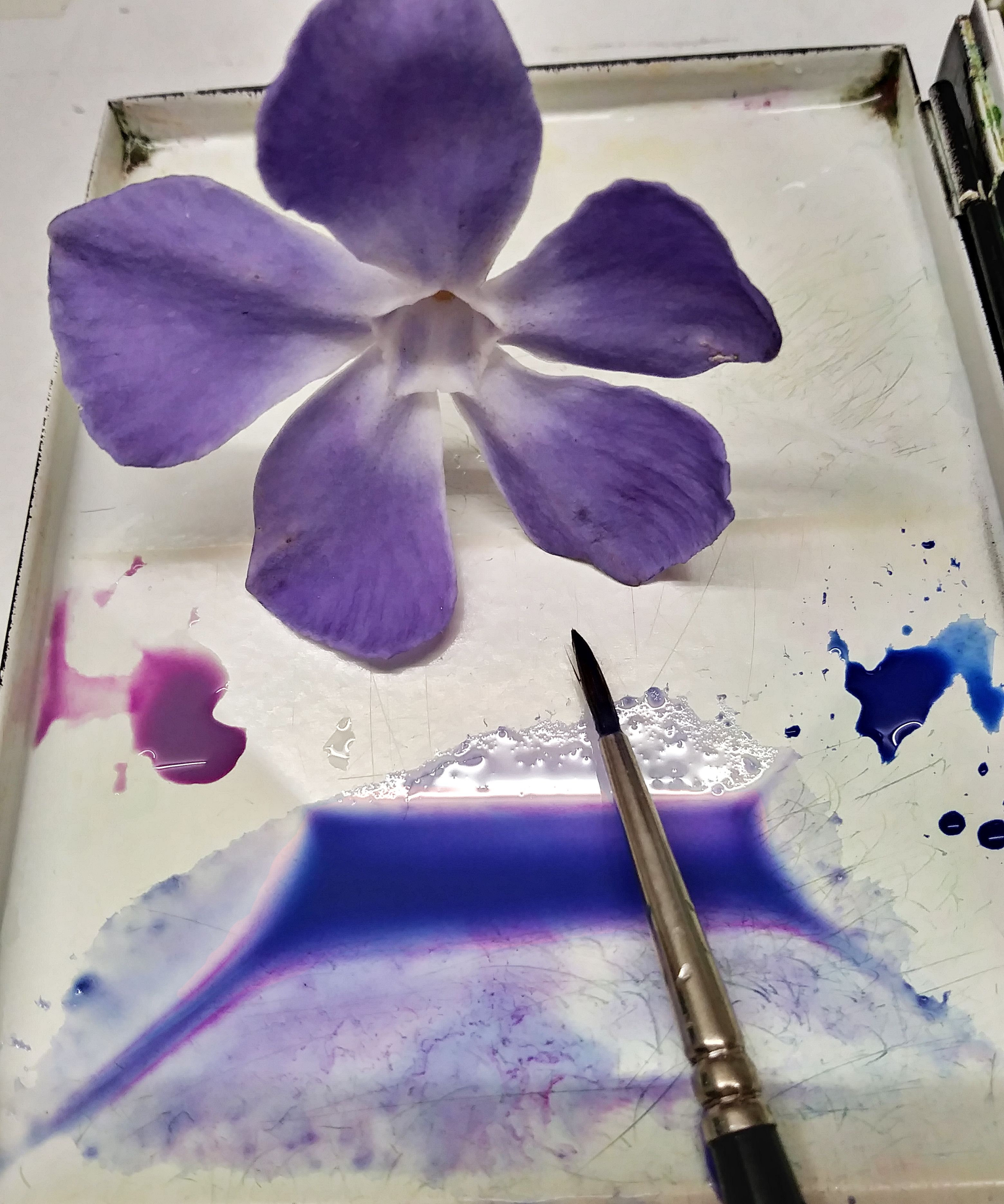 2 colour matching Step by step Periwinkle botanical illustration by ...