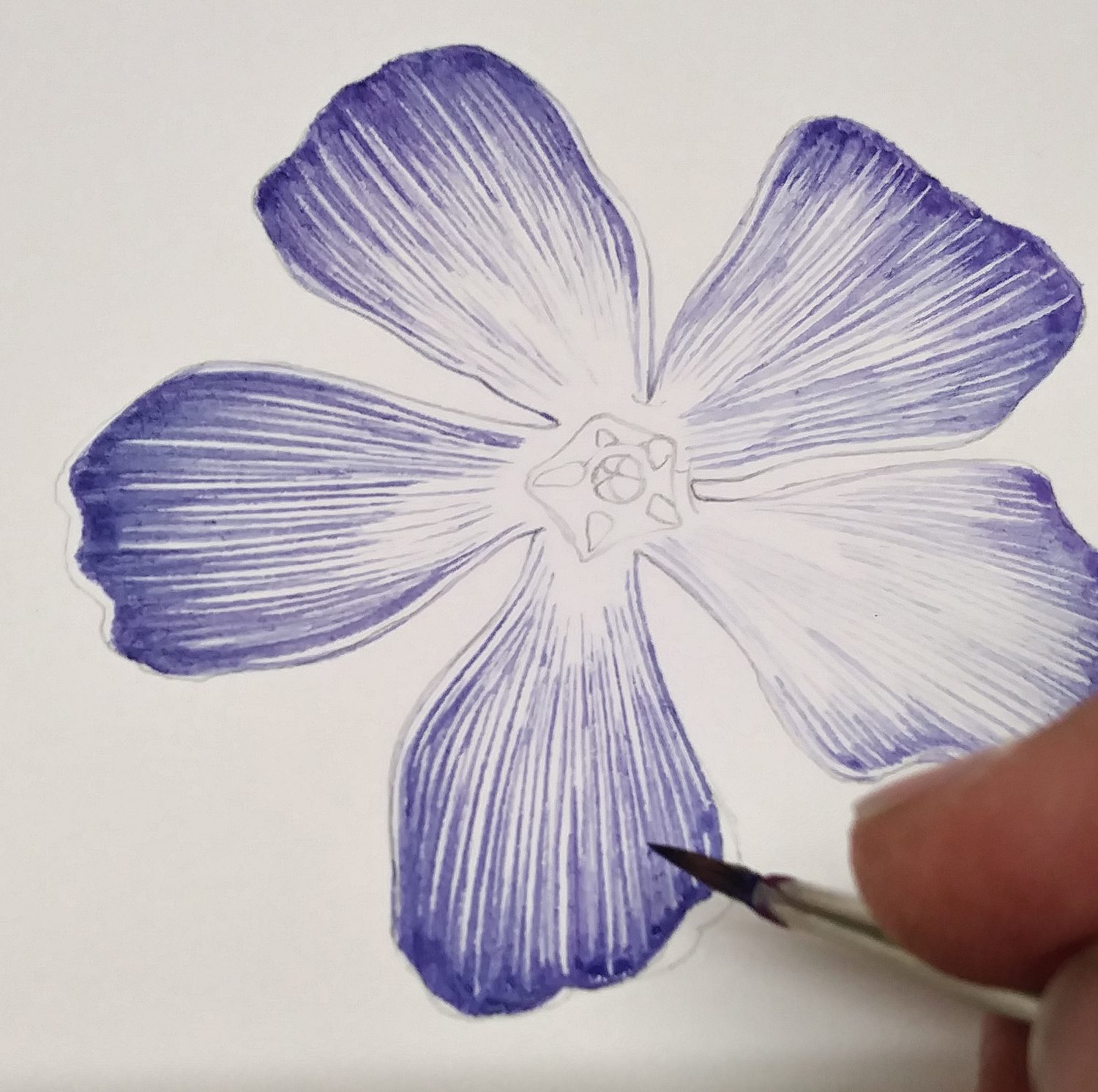 Step by Step Periwinkle flower botanical illustration - Lizzie Harper