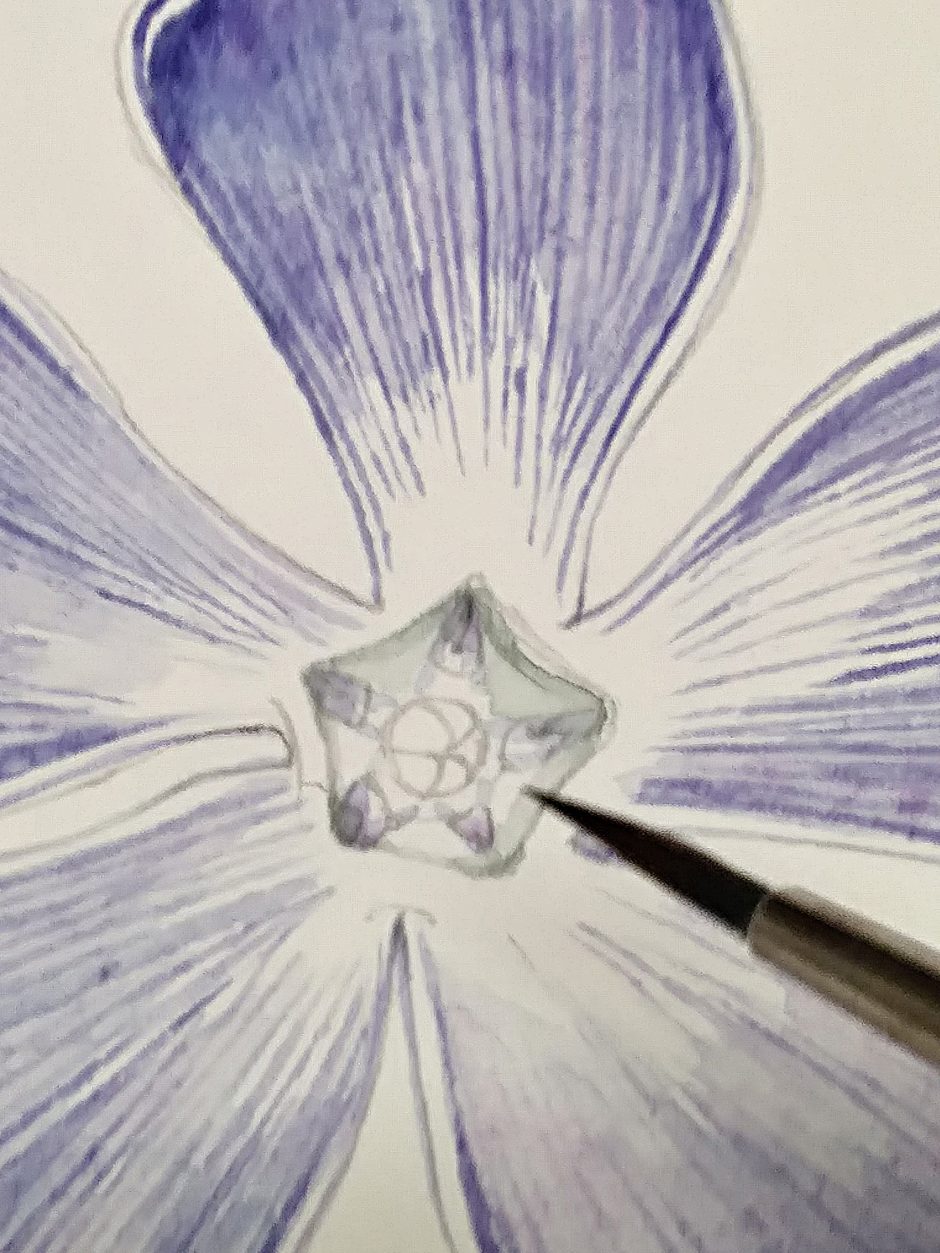 Step by Step Periwinkle flower botanical illustration - Lizzie Harper