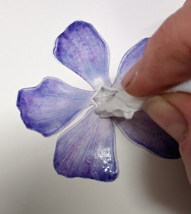 Step by Step Periwinkle flower botanical illustration - Lizzie Harper