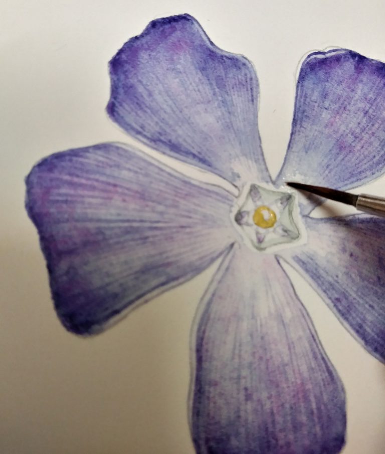 Step by Step Periwinkle flower botanical illustration - Lizzie Harper